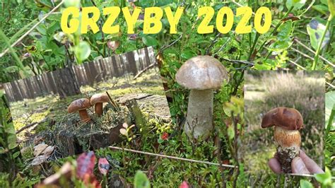 Grzyby Wysyp Borowik W Grzybobranie Borowiki Koziarki