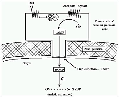 Morphology And Physiology Of The Ovary Endotext NCBI Bookshelf