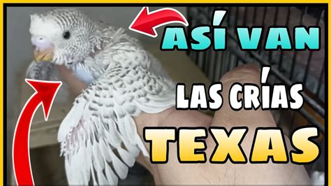 ASI VAN LAS CRIAS DE MIS PERIQUITOS TEXAS PICHONES DE PERIQUITOS