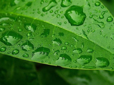 Waterdrops Reflections Water Drops Green Leaf HD Wallpaper Peakpx