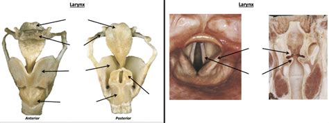 Lab 2 Larynx Diagram Quizlet