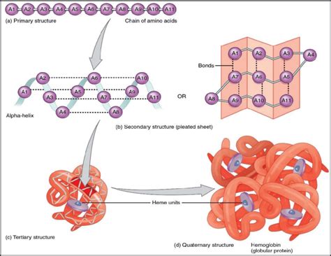 Primary Secondary Tertiary And Quaternary Structure Of Protein