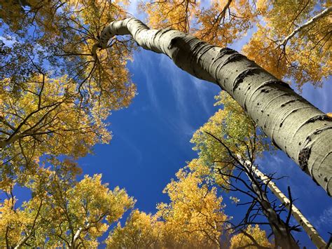 Free Images Tree Nature Forest Branch Winter Sky Sunlight Leaf