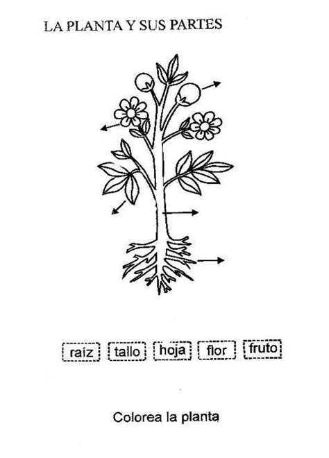LA PLANTA Y SUS PARTES Mapas Conceptuales Partes De La Planta