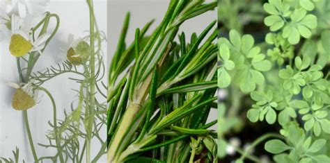 10 plantas que debes tener en casa El Nuevo Día