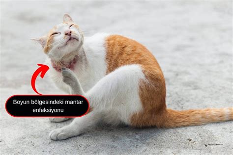 Kedilerde Mantar Belirtileri Ve Tedavisi Miyavliyo