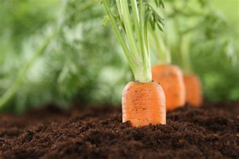 Plantar zanahorias cómo y cuándo hacerlo