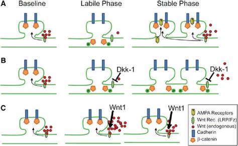 Schematic Representation Of Canonical Wnt Catenin Signaling Figure