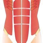 ANATOMÍA RELACIONADA CON EL ABDOMEN Dolopedia