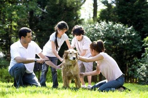 Las 5 Mejores Razas De Perros Para Niños Autistas 2024