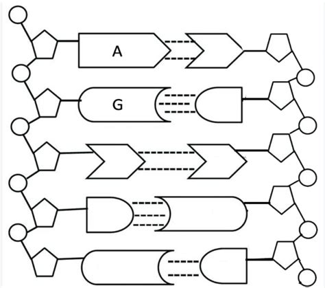 Dna Structure Diagram Quizlet