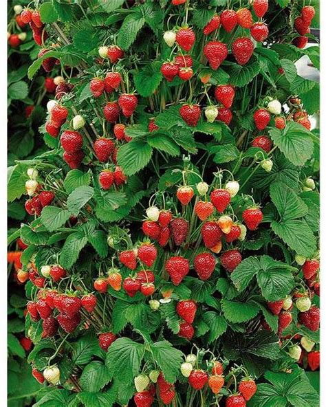 Semer Et Cultiver Des Fraises Quand Comment Et Quelle Vari T S