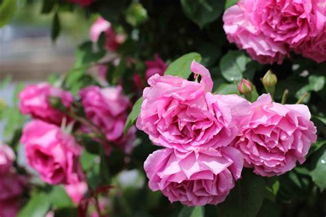 薔薇色の人生 La Vie En Rose 日比野 則彦 Norihiko Hibino Official Blog