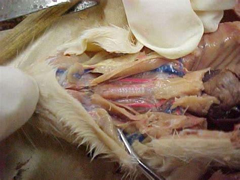 Rat Dissection Online Presentation