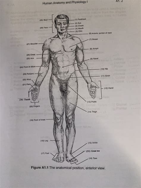 Bio A P Anterior Terminology Diagram Quizlet