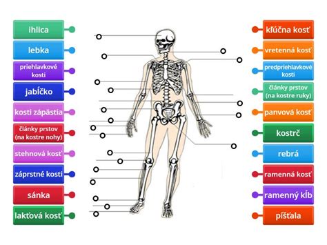 Kostra Loveka Ozna En Diagram