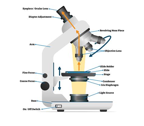 Light Microscopes And Electron Microscopes GCSE Biology Revision