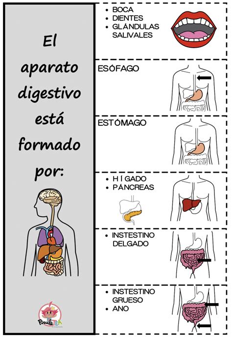 Lapbook Del Aparato Digestivo