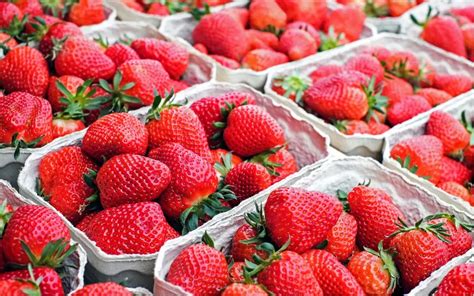 10 Rekomendasi Kebun Wisata Petik Strawberry Di Bandung