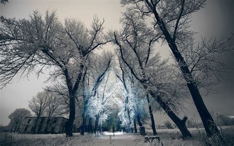 Wallpaper Sunlight Forest Nature Snow Winter Branch Ice
