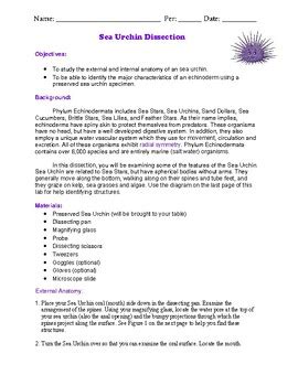 Sea Urchin Dissection By BioDiva Teachers Pay Teachers