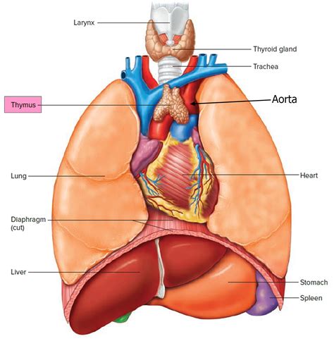 Thymus Function Locations And Role In Immune System