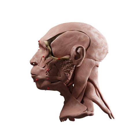 Homo Erectus Facial Reconstruction Finished Projects Blender