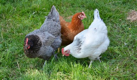 Comment Bien Choisir Une Mangeoire Pour Poules Jardiland