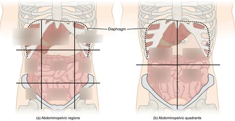 BIO 3220 Lab 1 Abdominopelvic Regions Diagram Quizlet