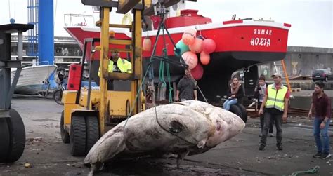 World Record Giant Sunfish Is Heaviest Fish Ever Off