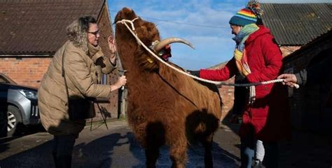 Contre le stress des séances de câlins avec leurs vaches