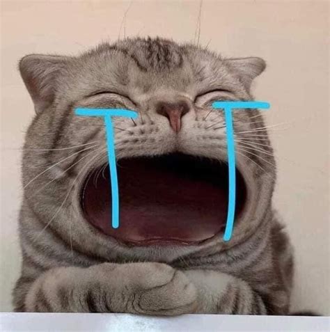T Ng H P Meme Xin L I Cute D Th Ng H I H C