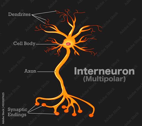 Vecteur Stock Interneuron Multipolar Neuron Anatomy Structure Parts
