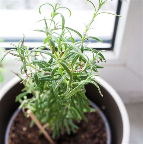 Comment Prendre Soin D Un Romarin Walloniesanspesticides