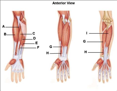 Flexor Forearm Muscles Diagram Quizlet