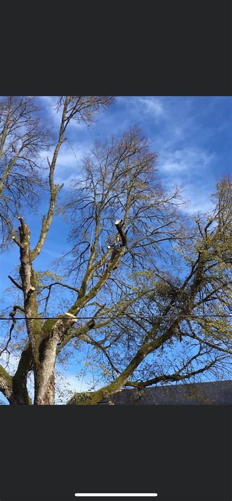 Entreprise Quehen élagage et abattage arbres depuis 15 ans
