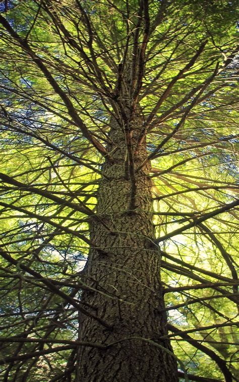 Imagen gratis madera naturaleza paisaje hoja árbol medio ambiente