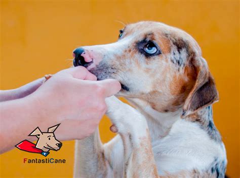 Cane che ringhia perché lo fa e soluzioni Fantasticane
