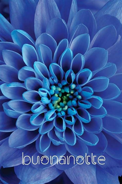 Pin Di Beatrice Casillo Su Buongiorno Fiori