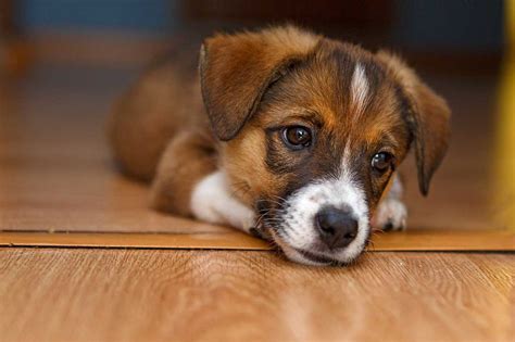Voici les 9 races de chien qui ont des caractères hypersensibles