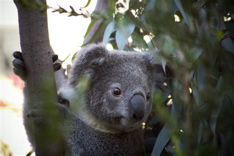 100 Koala Wallpapers Wallpapers
