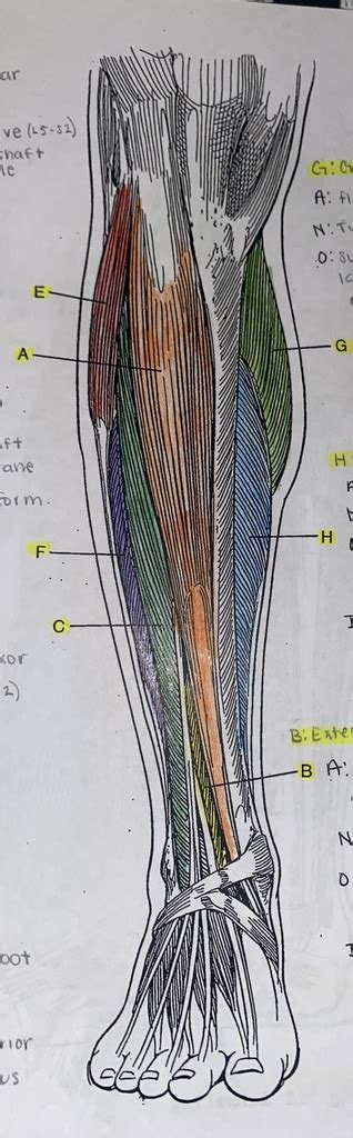 Anterior Leg Diagram Quizlet
