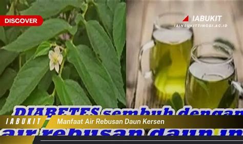 Intip 7 Manfaat Air Rebusan Daun Kersen Yang Jarang Diketahui Discover