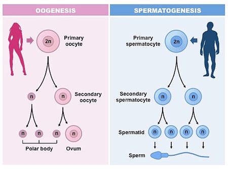 Gametogenesis Oogenesis Spermatogenesis Testwizard
