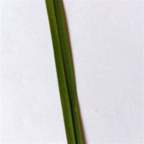 rice leaf disease detection obj object detection dataset v1 2023 03 25 5 57pm by project