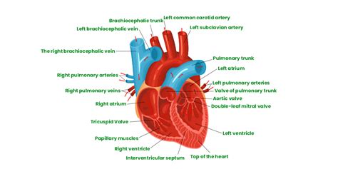 Anatomy And Functions Of Heart S Electrical System GeeksforGeeks