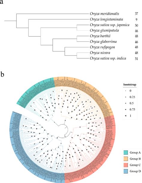 Figure 1 From Genome Wide Identification Evolution And Expression