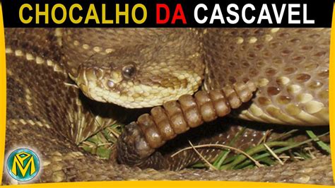 Como é Formado O CHOCALHO da CASCAVEL indica a idade da Cobra YouTube