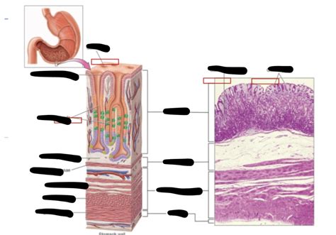 Intestinal Villi Diagram Quizlet