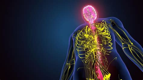 Illustration 3d Du Squelette Du Corps Humain Masculin Avec L Anatomie